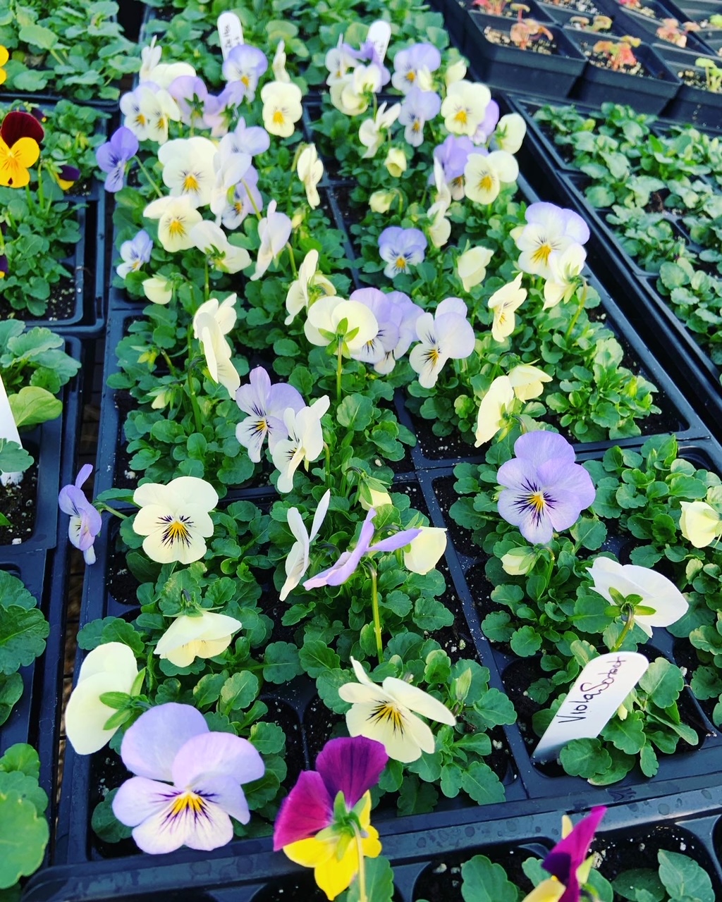 Jasper Ridge Farm Greenhouse, LLC. – Jasper Ridge Farm