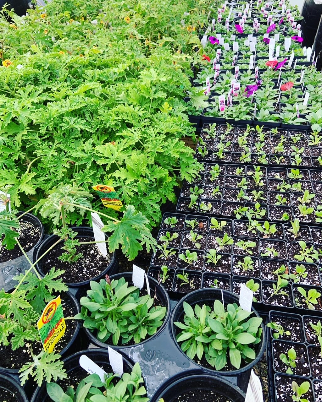 Jasper Ridge Farm Greenhouse, LLC. – Jasper Ridge Farm