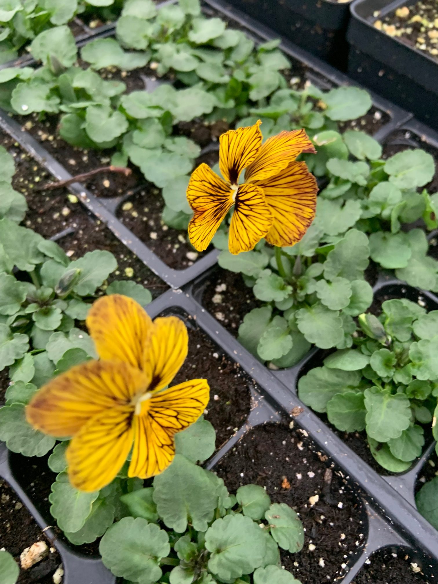 Jasper Ridge Farm Greenhouse, LLC. – Jasper Ridge Farm